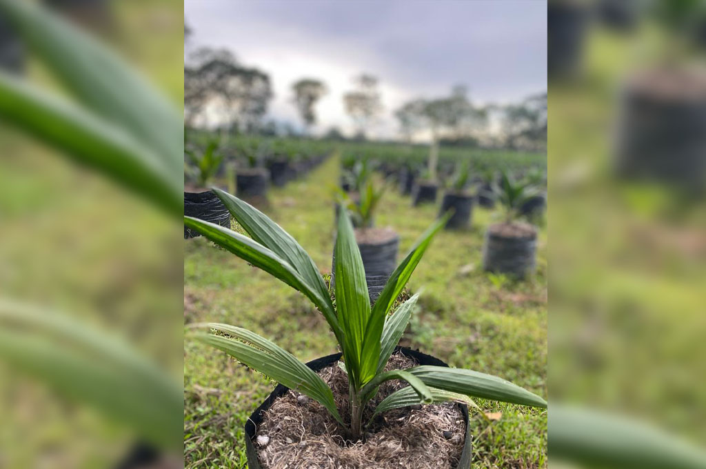 Mérida cultiva 500 mil plántulas de palma anual para producción de ...